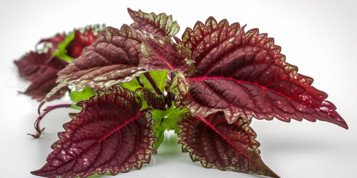 Coleus Forskohlii: The Science Behind This Powerful Fat-Burning Ingred ...